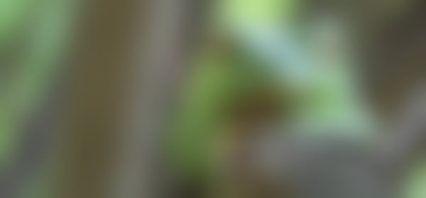 National Frog Jumping Day (May 13th) | Days Of The Year