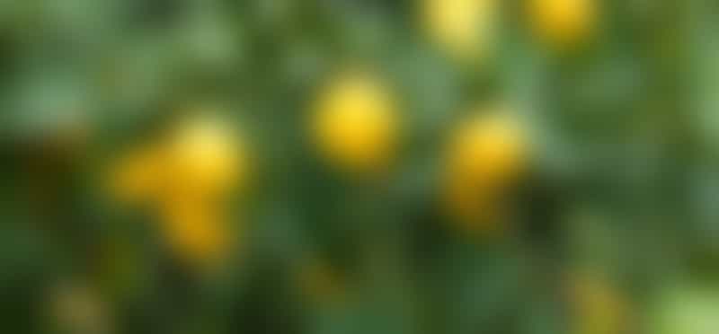 Plant a Lemon Tree Day (May 20th, 2023) | Days Of The Year