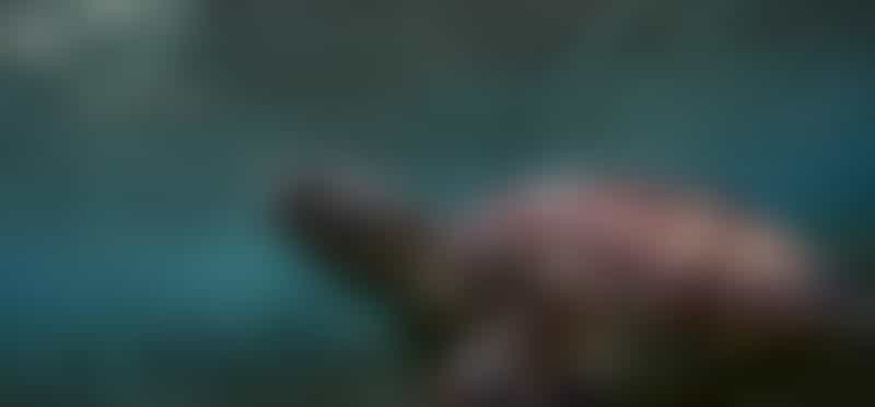 World Turtle Day (May 23rd) | Days Of The Year