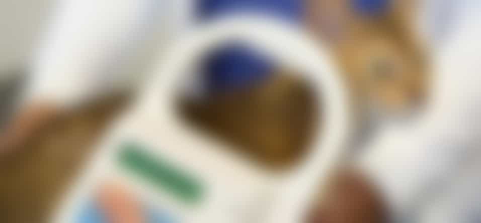 National Check The Chip Day (August 15th) | Days Of The Year