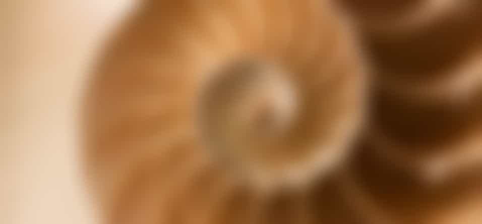 Fibonacci Day (November 23rd) | Days Of The Year