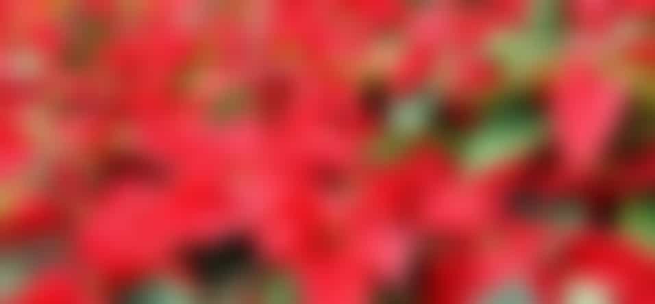 National Poinsettia Day (December 12th) | Days Of The Year