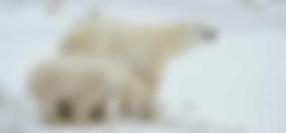 International Polar Bear Day (February 27th) | Days Of The Year