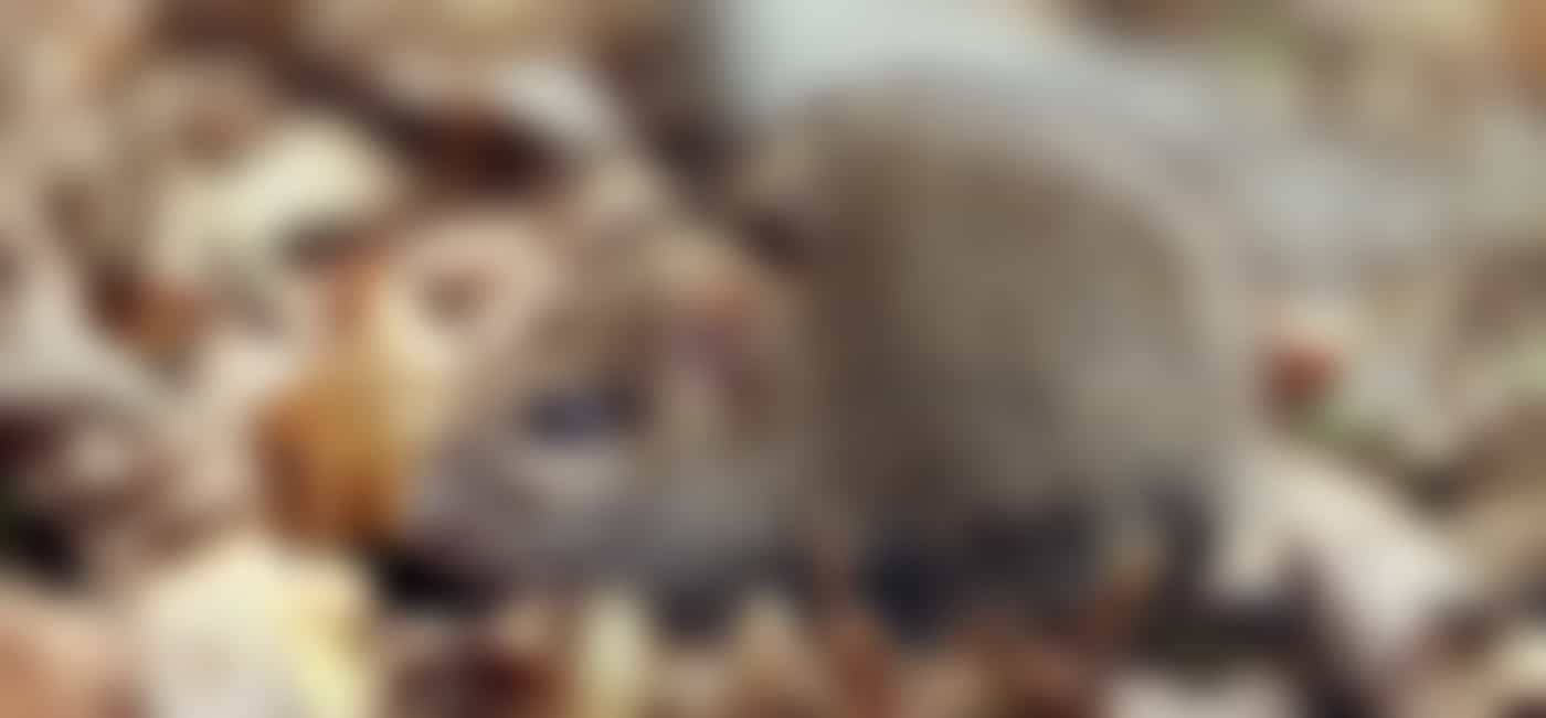 World Rat Day | Days Of The Year (April 4th)