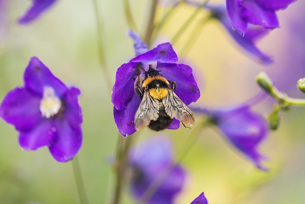 National Pollinator Month (June 2025) | Days Of The Year