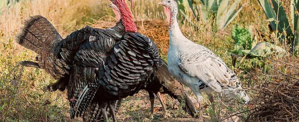 Adopt a Turkey Month (November 2025) | Days Of The Year