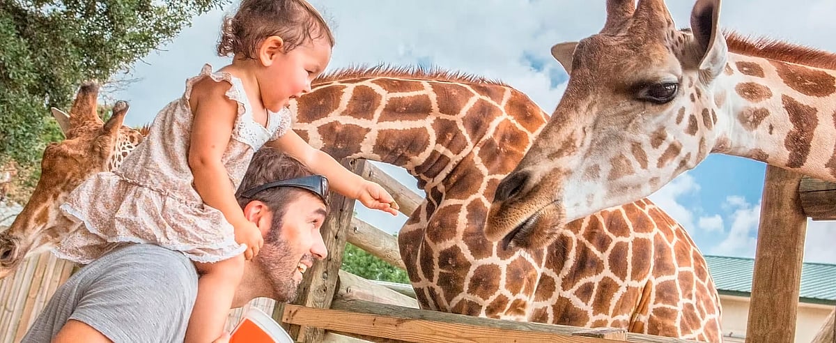 American Zoo Day (July 1st) | Days Of The Year