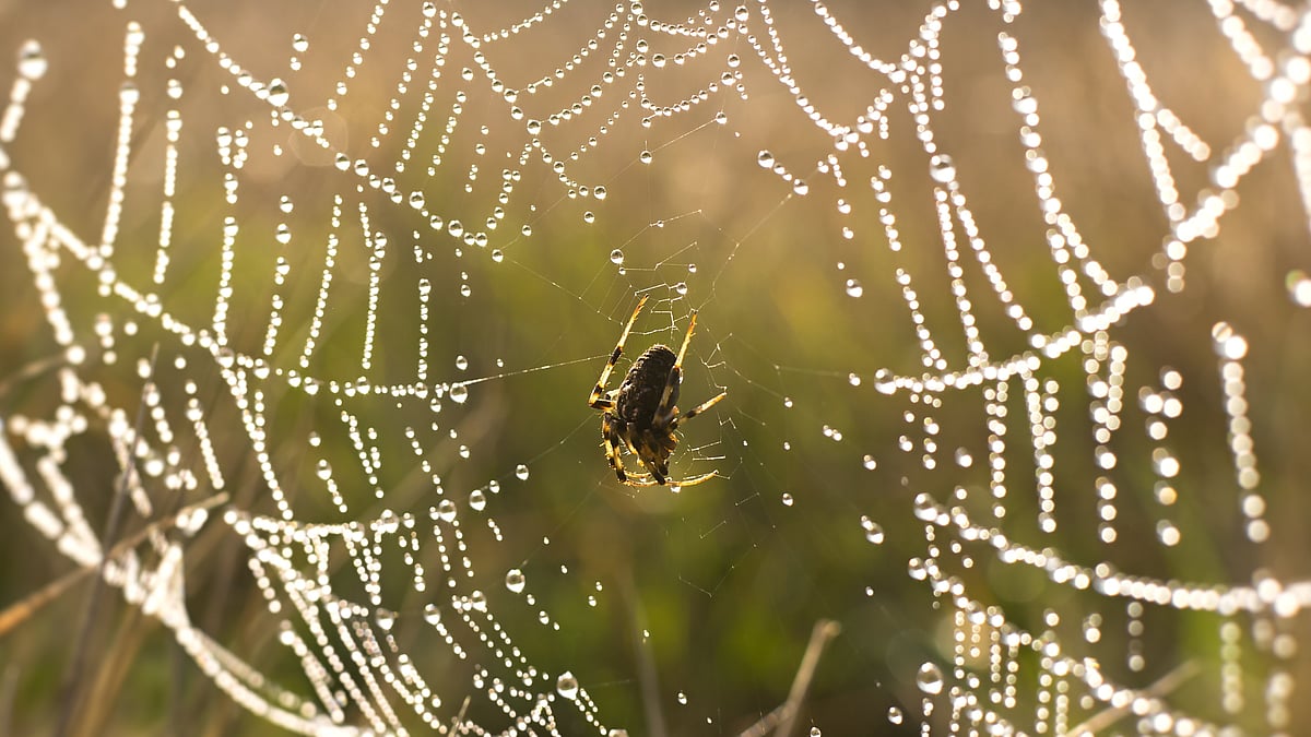 Be Kind to Spiders Week (Apr 1st to Apr 7th) | Days Of The Year