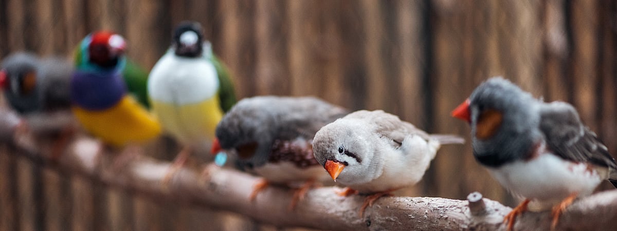 Bird Day (May 4th) | Days Of The Year