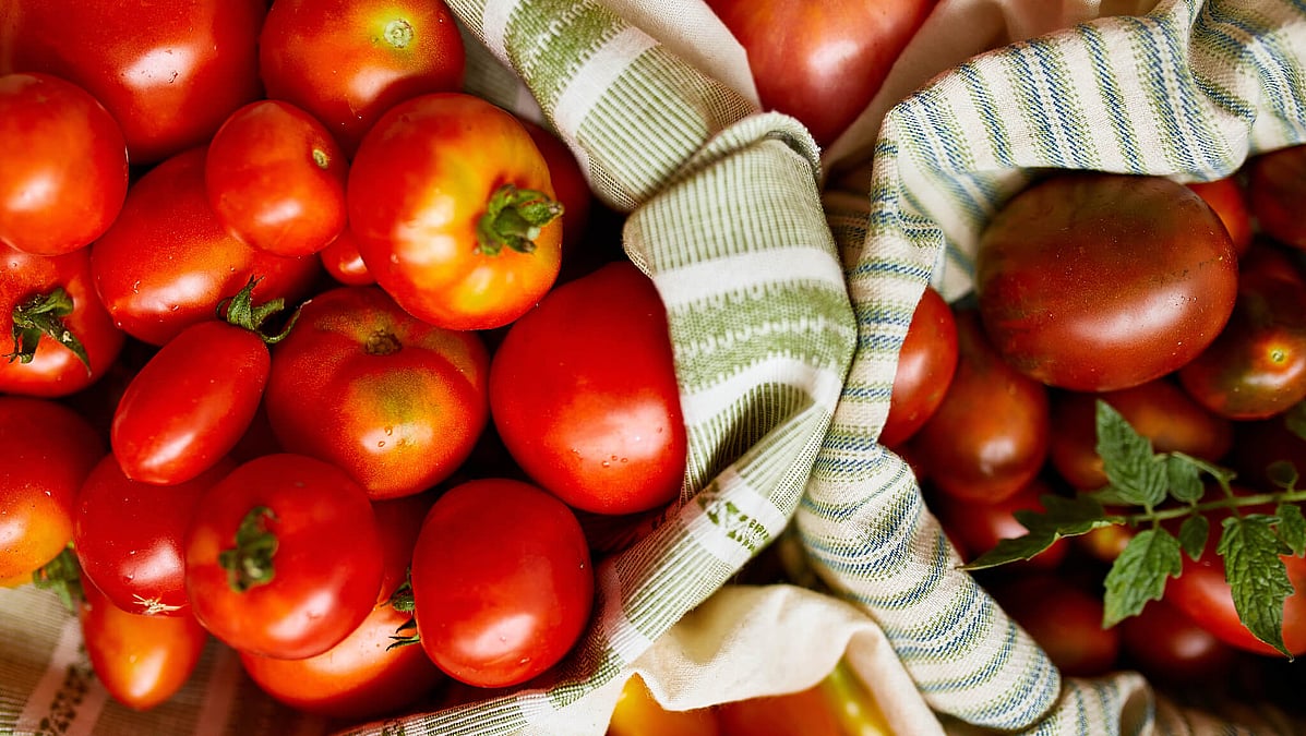 British Tomato Fortnight (Jun 2nd to Jun 15th) | Days Of The Year