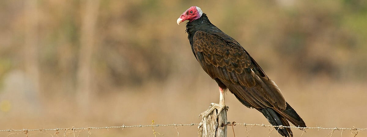 Buzzards Day (March 15th) | Days Of The Year