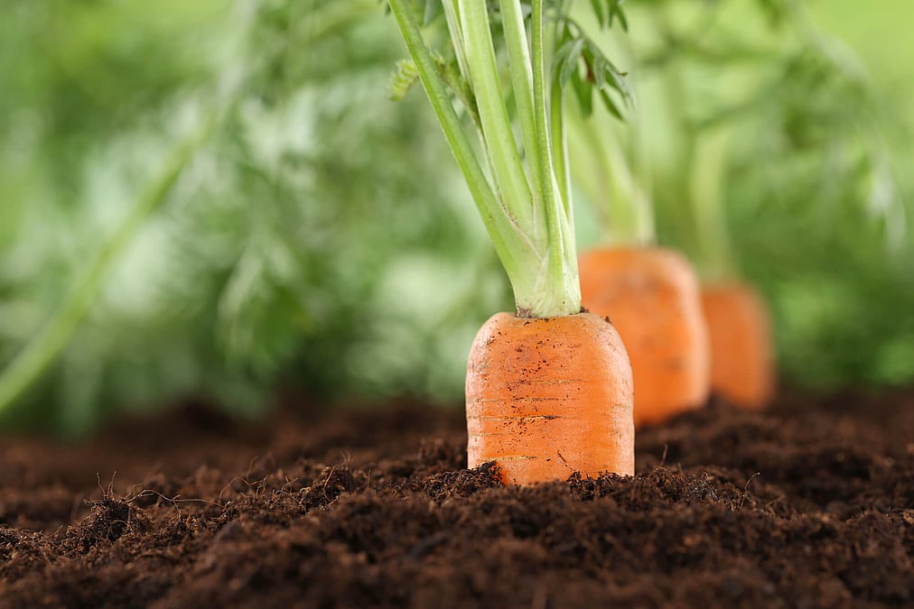 International Carrot Day (April 4th) | Days Of The Year