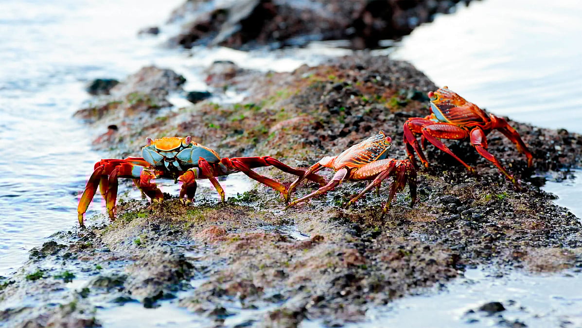Champion Crab Races Day (February 17th) | Days Of The Year