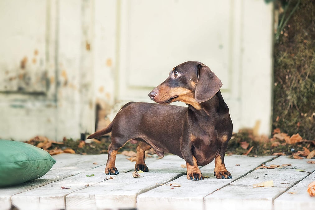 National Dachshund Day (June 21st) | Days Of The Year