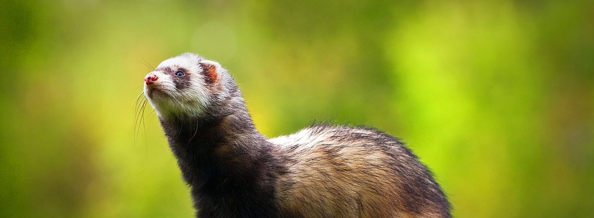 National Ferret Day (April 2nd) | Days Of The Year