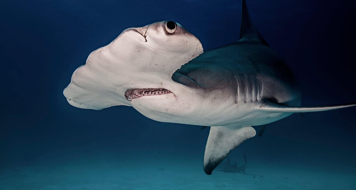 Fintastic Friday (May 9th, 2025) | Days Of The Year