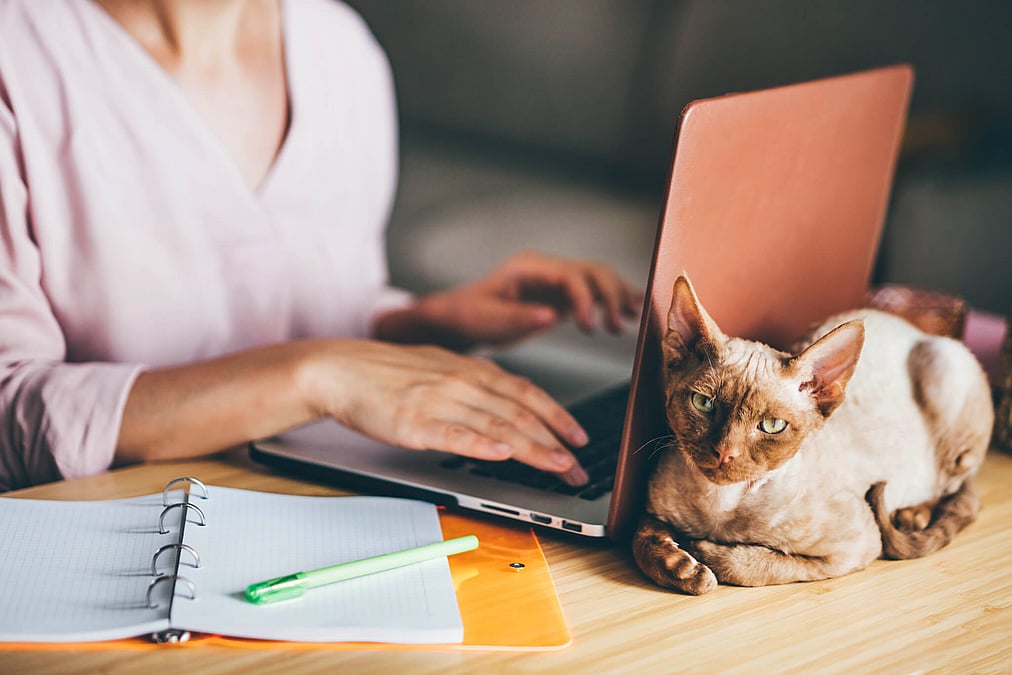 National Take Your Cat to Work Day (June 16th, 2025) | Days Of The Year