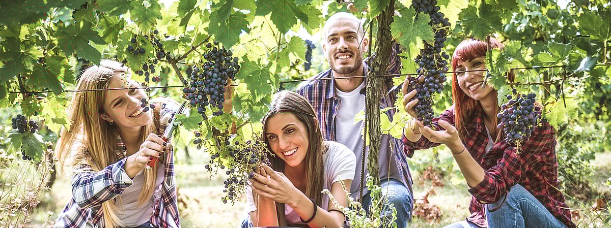 Grape Harvest Festival (Feb 25th to Mar 4th) | Days Of The Year