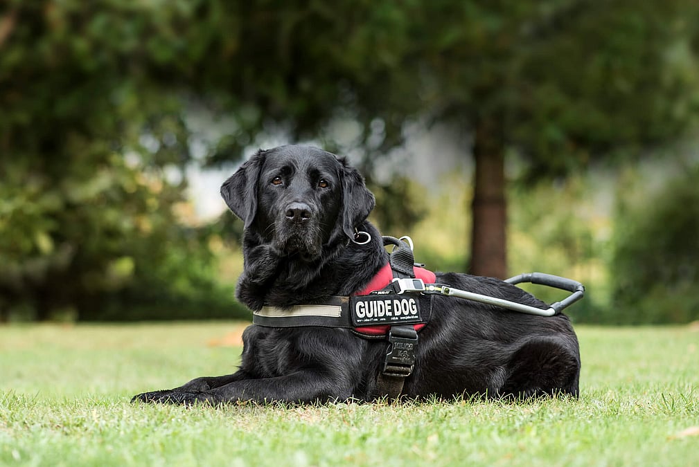 National Guide Dog Month (September 2025) | Days Of The Year