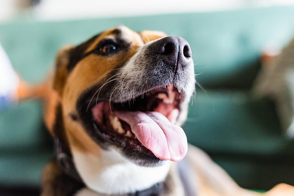 National Mutt Day (July 31st, 2025) | Days Of The Year