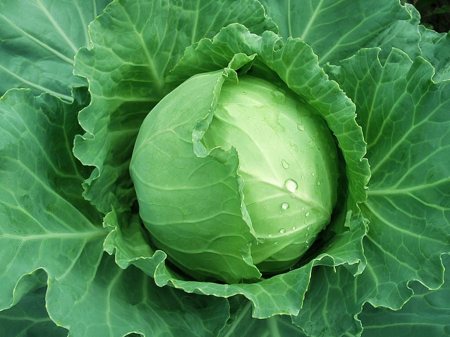 National Cabbage Day (February 17th) | Days Of The Year