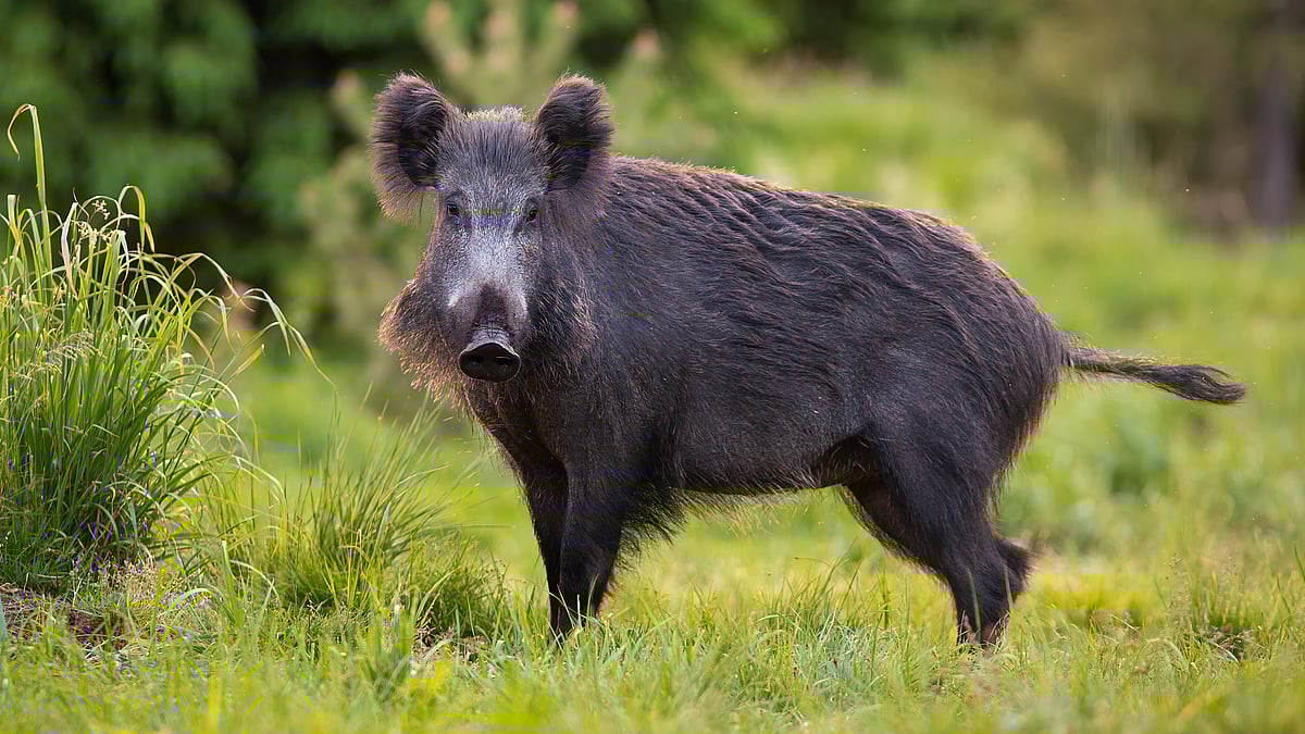 Hog Out Month (October 2025) | Days Of The Year