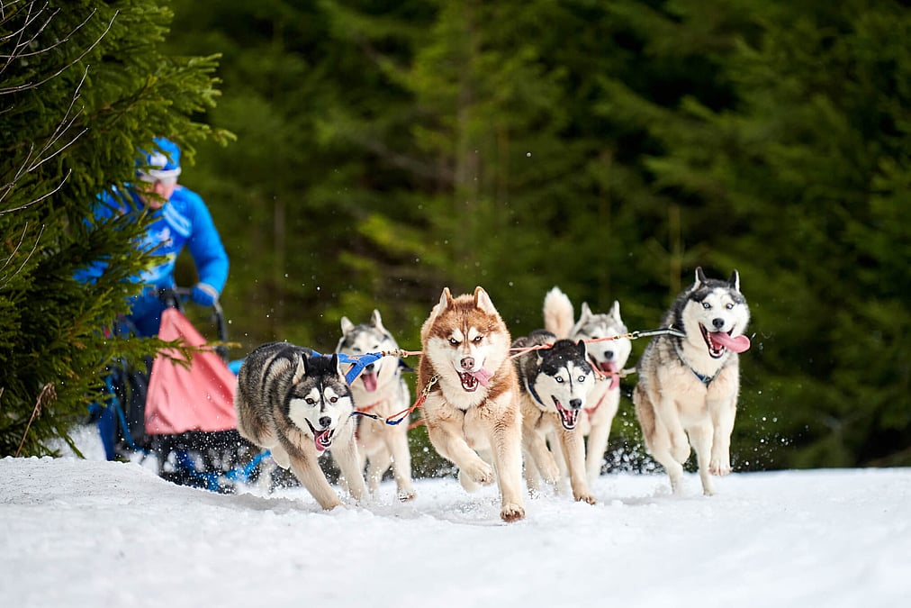 Iditarod Trail Sled Dog Race (March 1st, 2025) | Days Of The Year