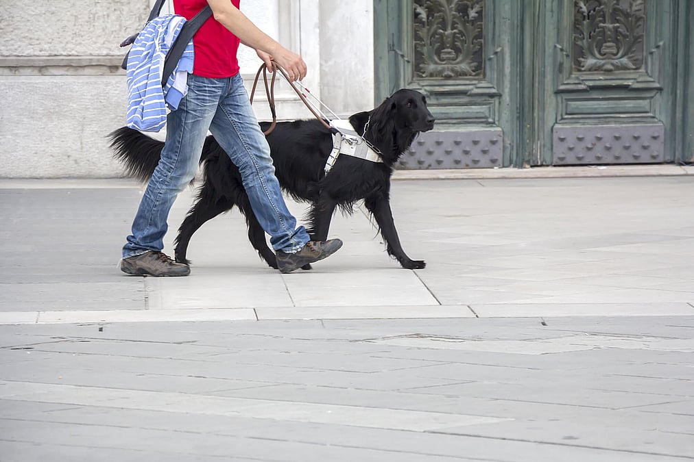 International Guide Dog Day (April 30th, 2025) | Days Of The Year
