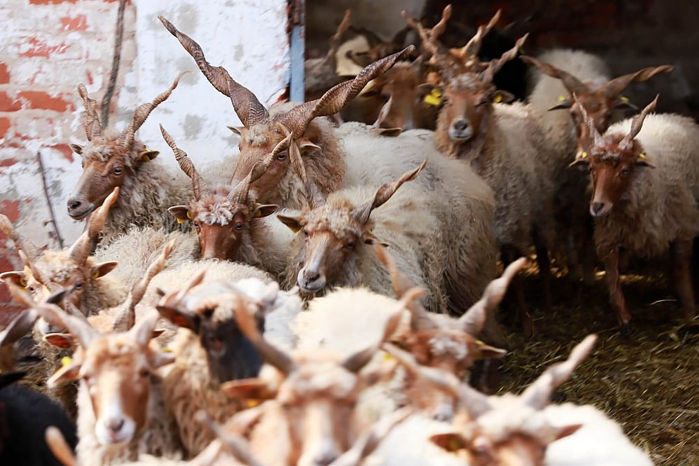 International Heritage Breeds Week (May 18th to May 24th) | Days Of The ...