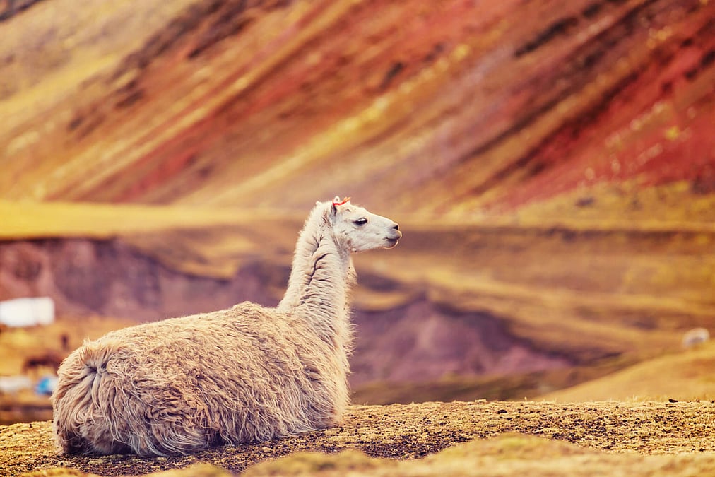 National Llama Day (December 9th) | Days Of The Year