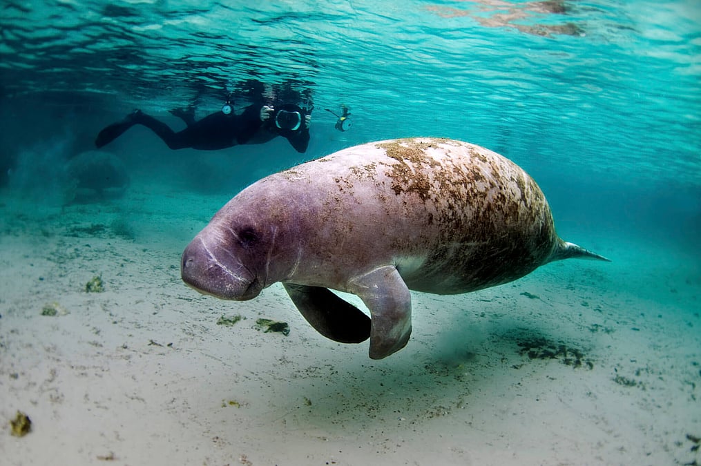Manatee Appreciation Day (March 26th, 2025) | Days Of The Year