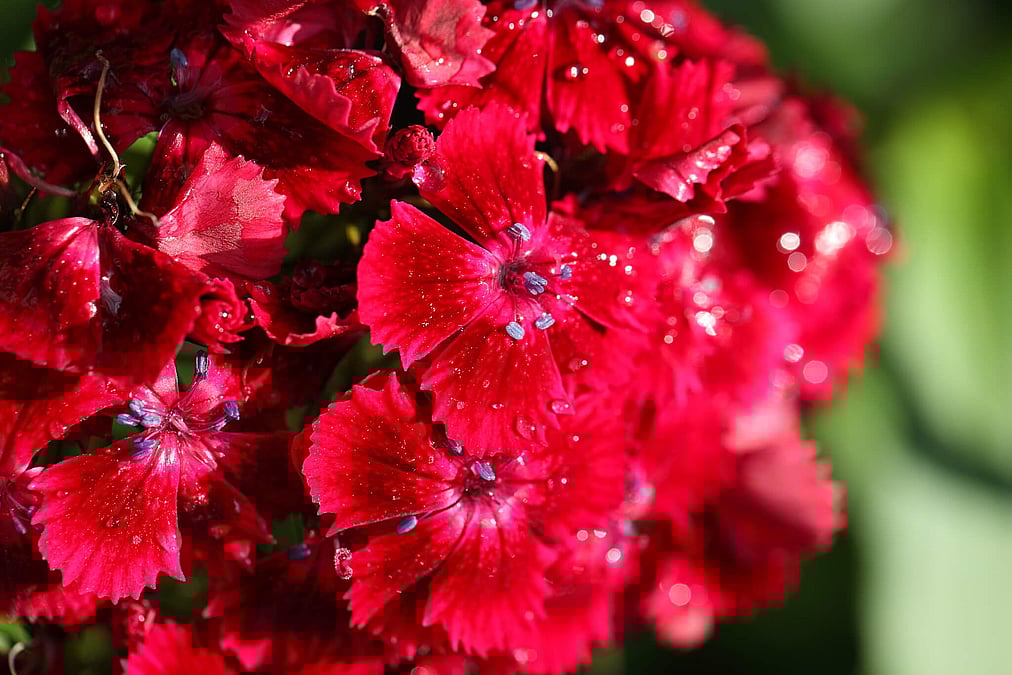 National Carnation Day (January 29th) | Days Of The Year