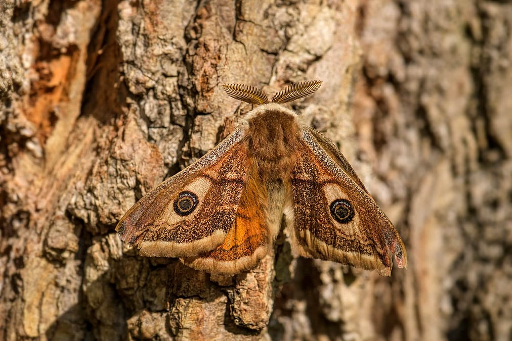 National Moth Week (Jul 19th to Jul 27th) | Days Of The Year