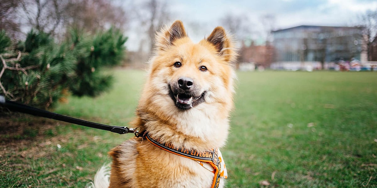 National Dog Month (August 2025) | Days Of The Year