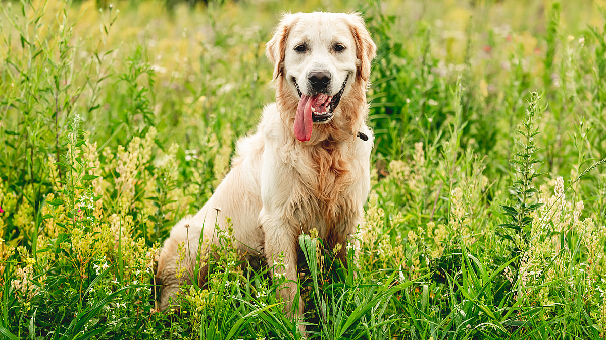 National Golden Retriever Day (February 3rd) | Days Of The Year