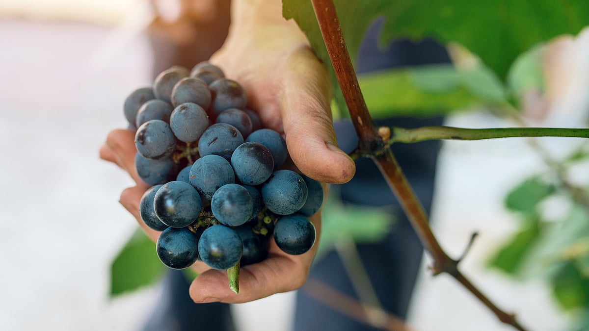 National Grape Day (May 27th) | Days Of The Year