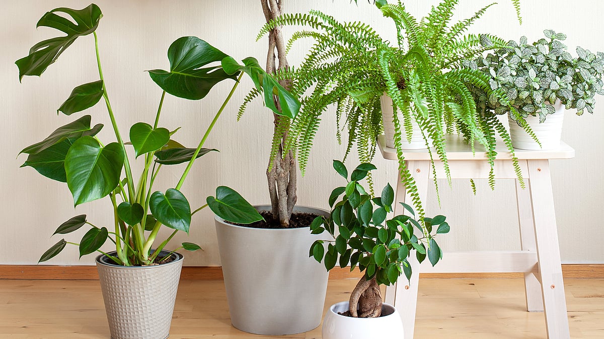 National Indoor Plant Week (Sep 21st to Sep 27th) | Days Of The Year