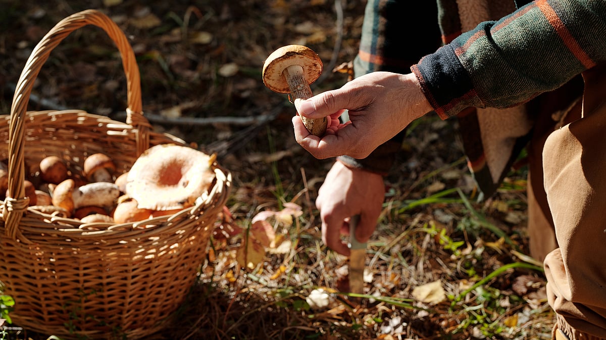 National Mushroom Hunting Day (May 17th) | Days Of The Year