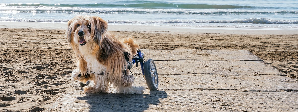 National Specially-abled Pets Day (May 3rd) | Days Of The Year