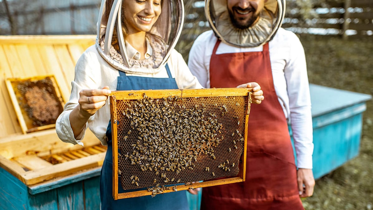National Urban Beekeeping Day (July 19th) | Days Of The Year National Urban Beekeeping Day (July 19th) | Days Of The Year