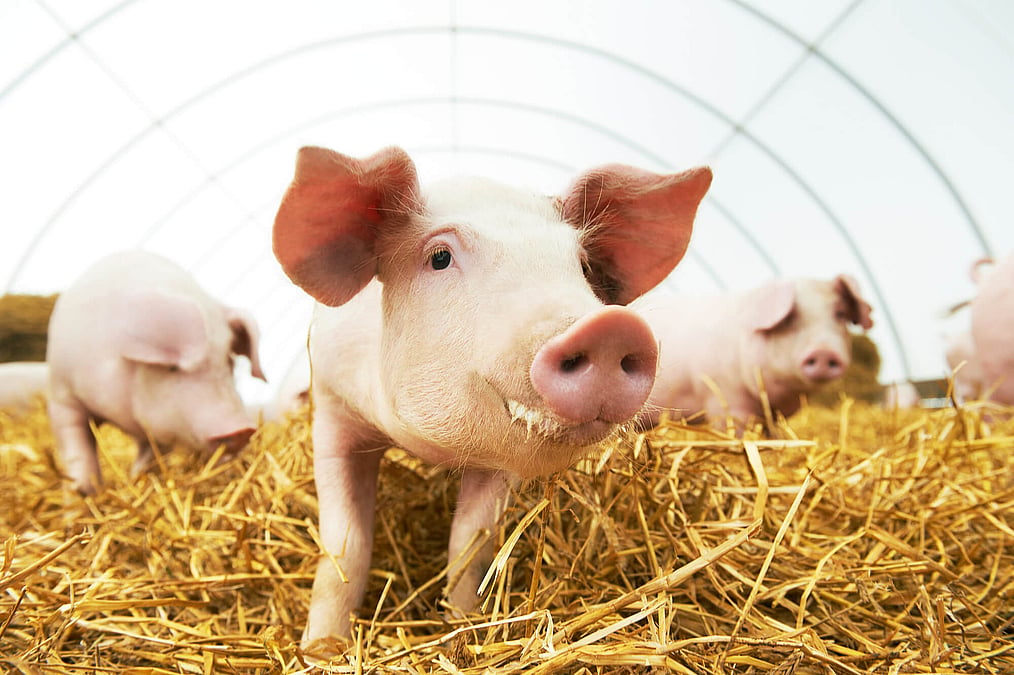National Pig Day (March 1st) | Days Of The Year