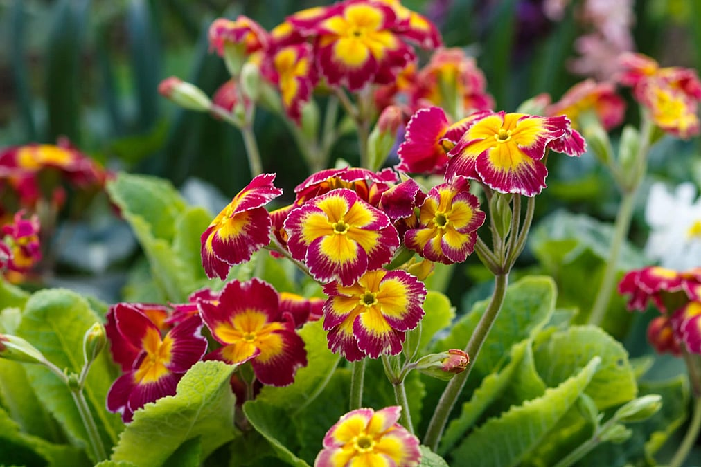 National Primrose Day (April 19th) | Days Of The Year