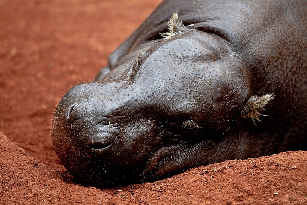 National Pygmy Hippo Day (April 8th) | Days Of The Year