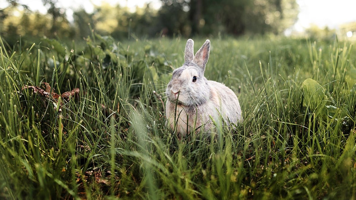 Rabbit Week (Jun 30th to Jul 6th) | Days Of The Year