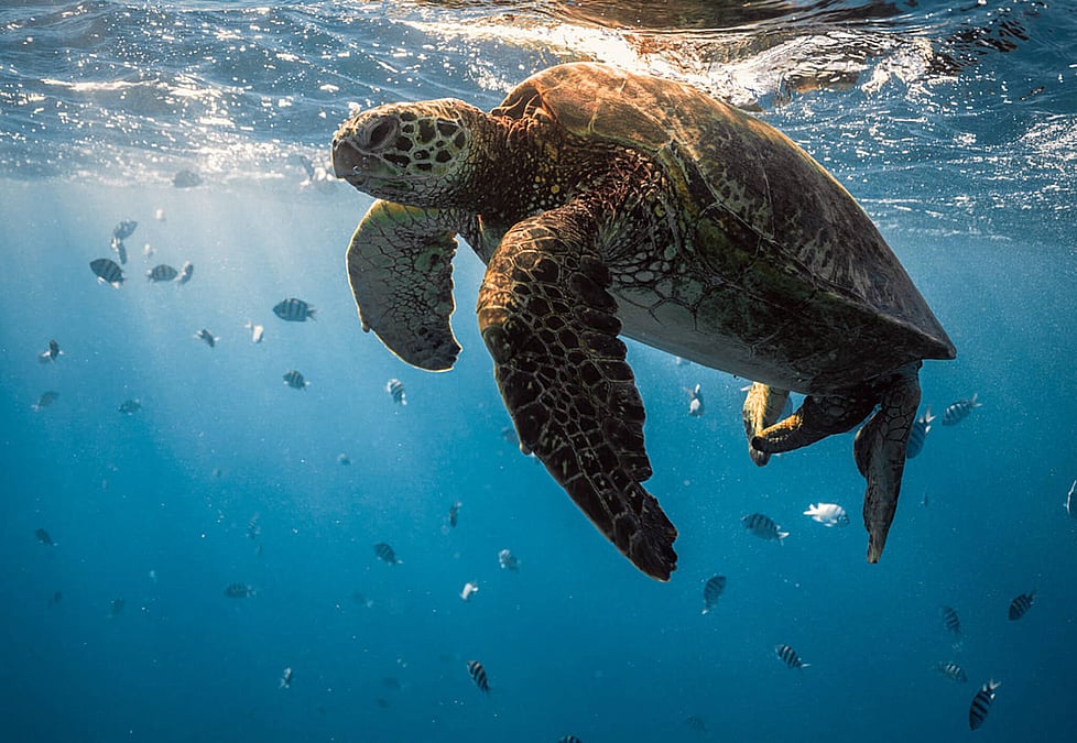 World Sea Turtle Day (June 16th) | Days Of The Year