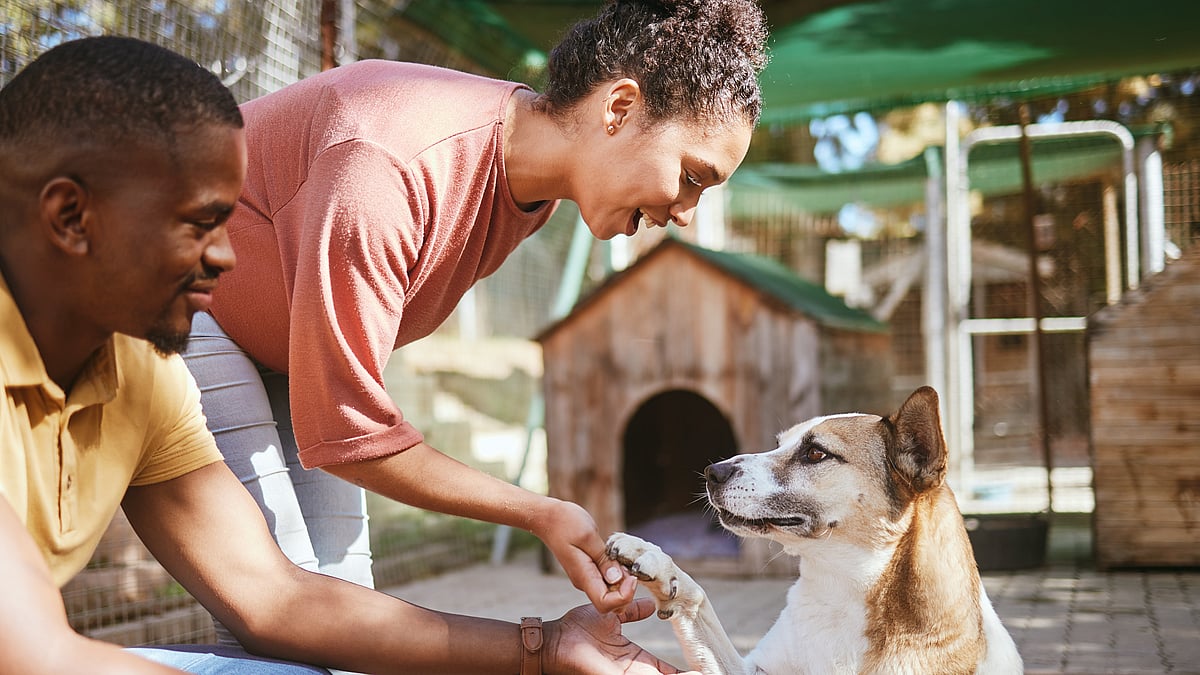 World Animal Month (October 2025) | Days Of The Year