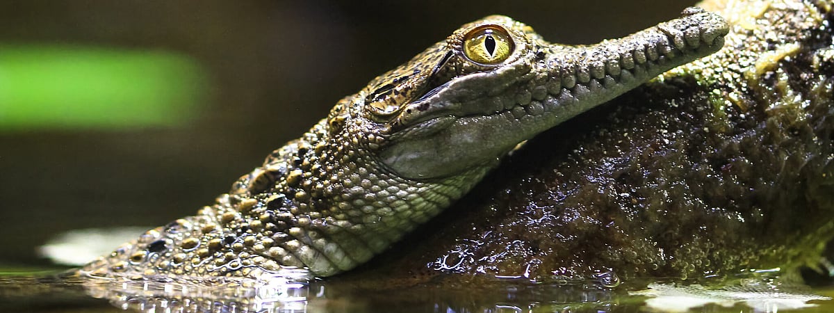 World Croc Day (June 17th) | Days Of The Year