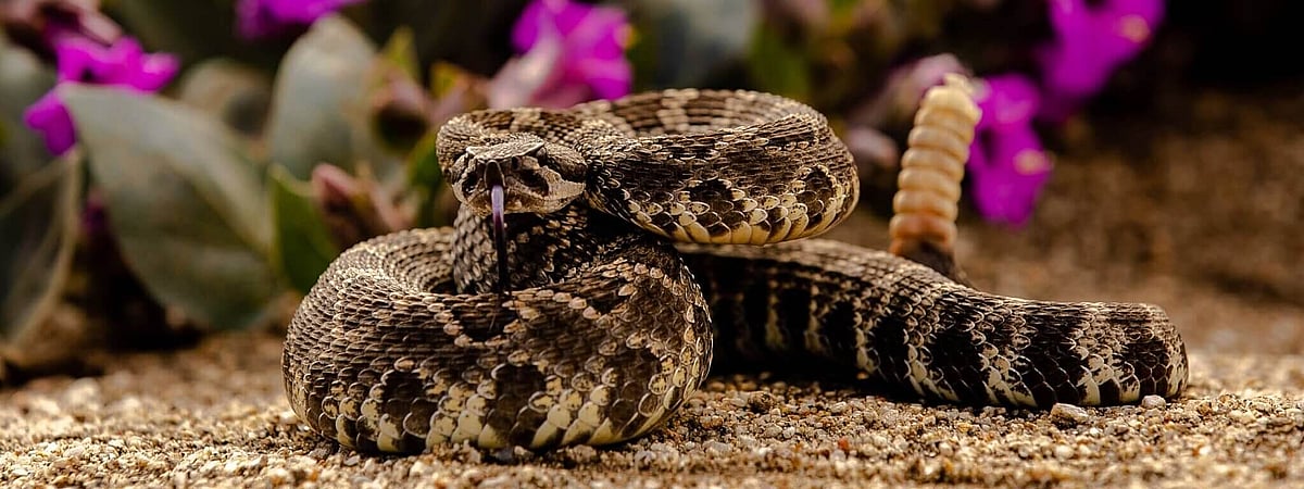 World's Largest Rattlesnake Roundup (Mar 14th to Mar 16th) | Days Of ...