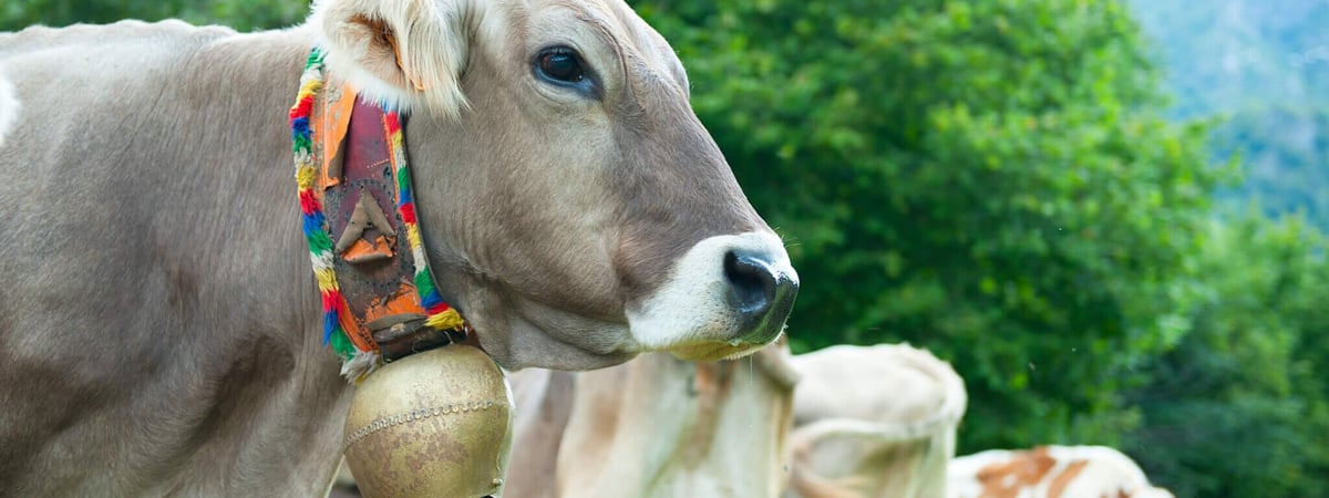 Cow’s Ball (September 21st, 2025) | Days Of The Year
