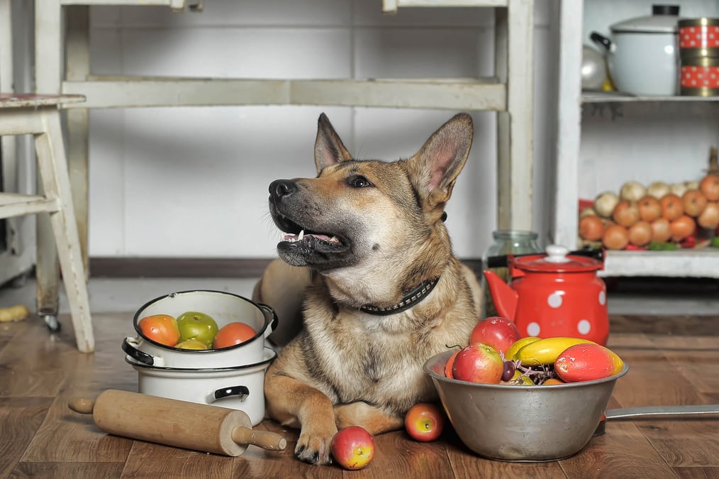 National Cook For Your Pets Day (November 1st) | Days Of The Year